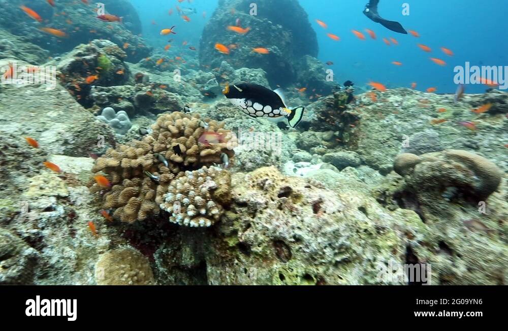 Trigger fish nest Stock Videos & Footage - HD and 4K Video Clips - Alamy