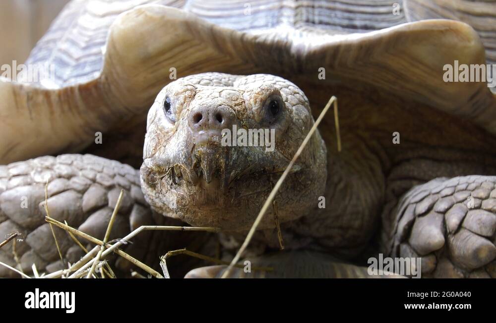 Scary looks Stock Videos & Footage - HD and 4K Video Clips - Alamy