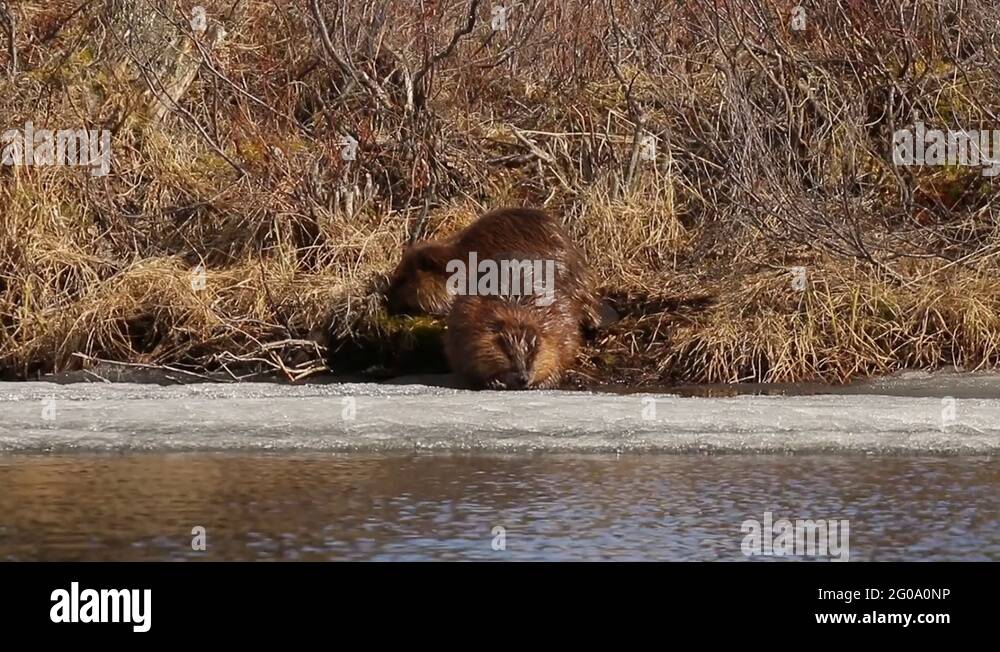 Beaver chewing on sticks Stock Video Footage - Alamy