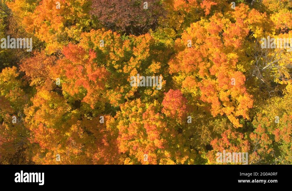 Turning trees Stock Videos & Footage - HD and 4K Video Clips - Alamy