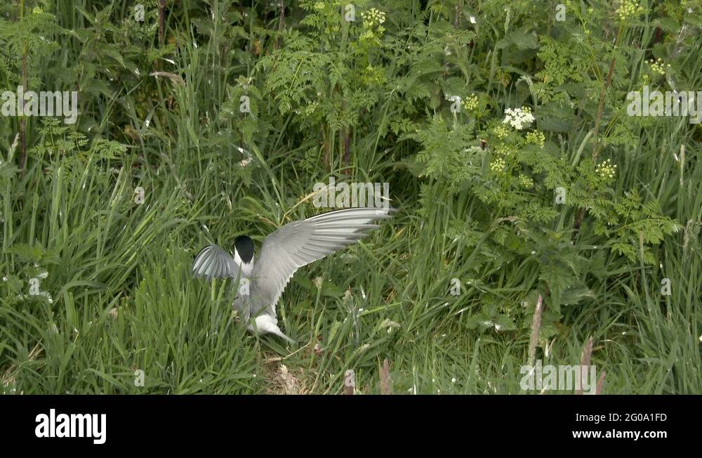 Sterna paradisaea migration Stock Videos & Footage - HD and 4K Video ...