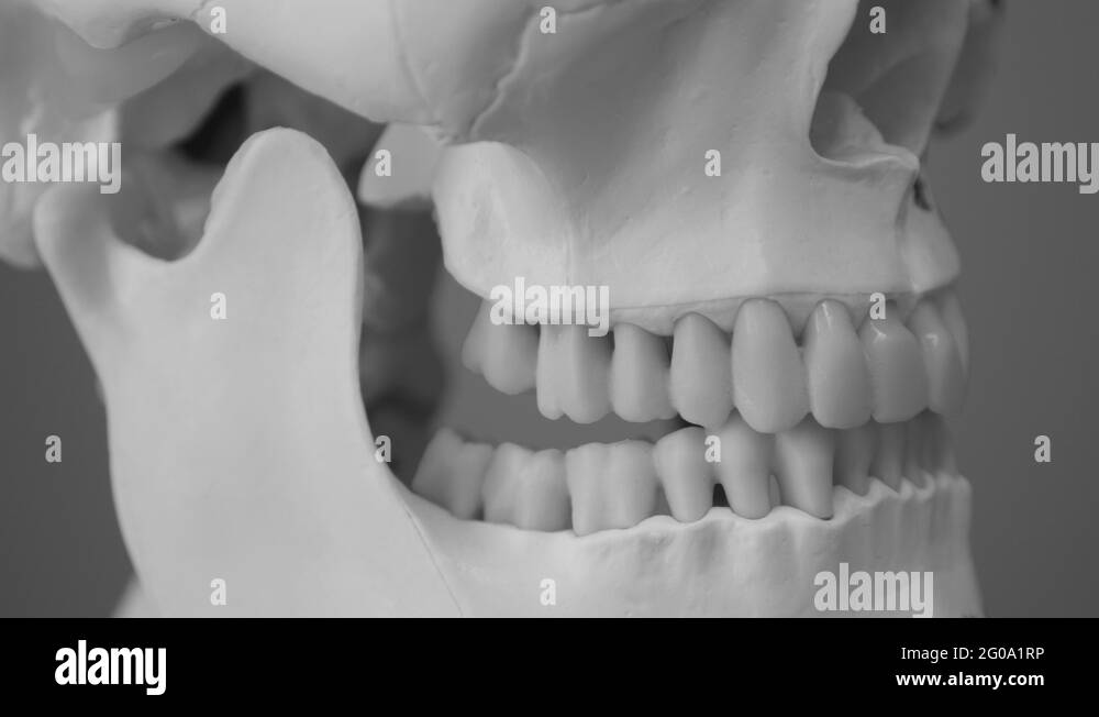 Black death skeletons Stock Videos & Footage - HD and 4K Video Clips ...