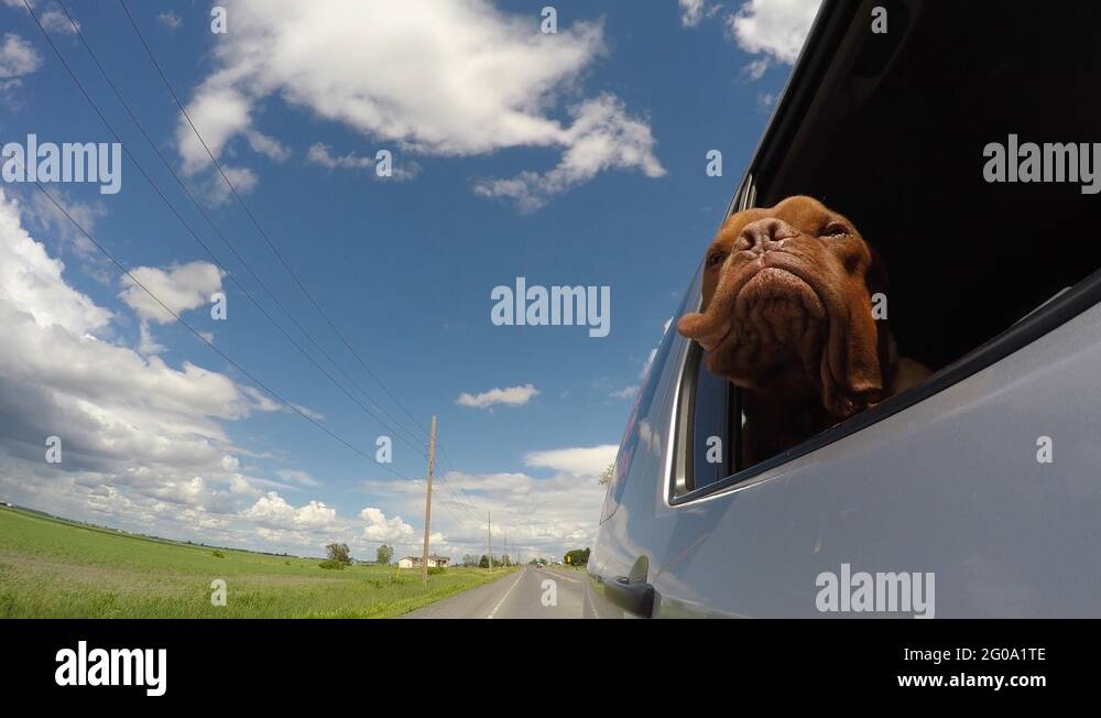 Hilarious dog Stock Videos & Footage - HD and 4K Video Clips - Alamy