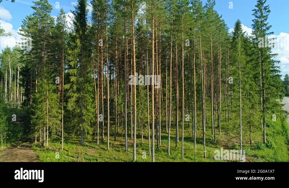 Pine trees sky clouds forest Stock Videos & Footage - HD and 4K Video ...