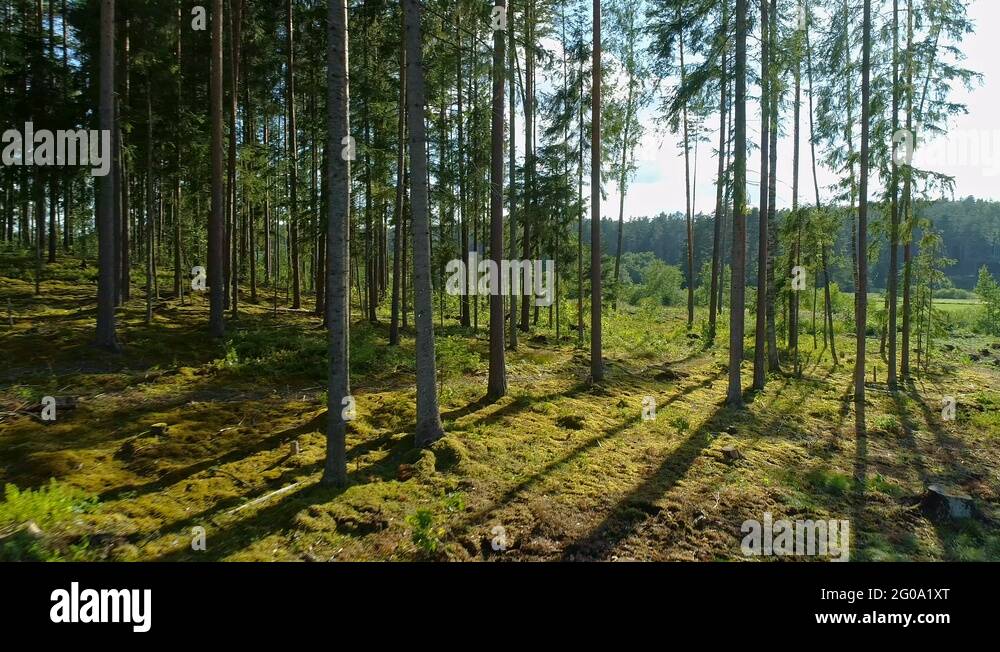Evergreen stems Stock Videos & Footage - HD and 4K Video Clips - Alamy