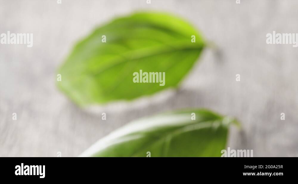 Basilic leaves Stock Videos & Footage - HD and 4K Video Clips - Alamy