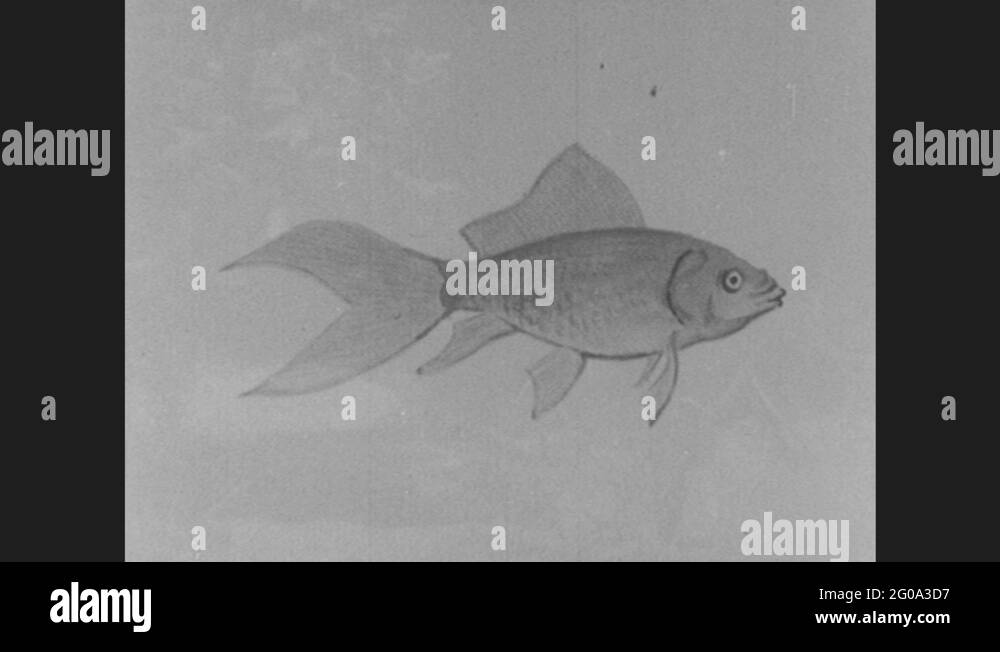 1950s: UNITED STATES: fish swim in tank. Fins labeled on drawing of ...