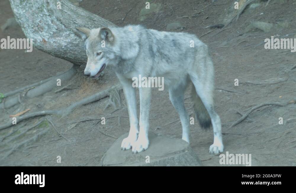 Wolf standing on rock Stock Videos & Footage - HD and 4K Video Clips ...