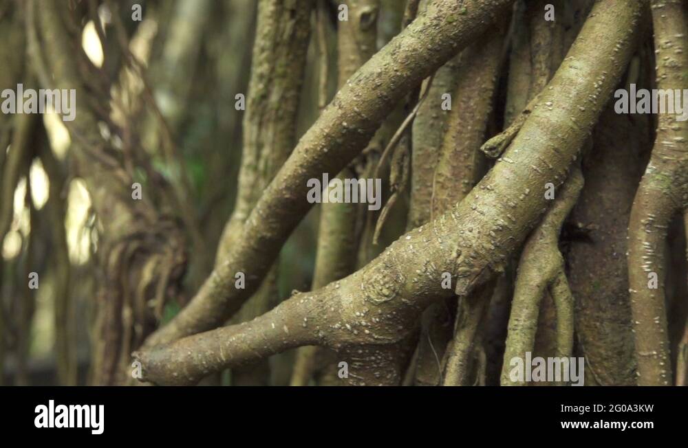 Woody plant roots Stock Videos & Footage - HD and 4K Video Clips - Alamy