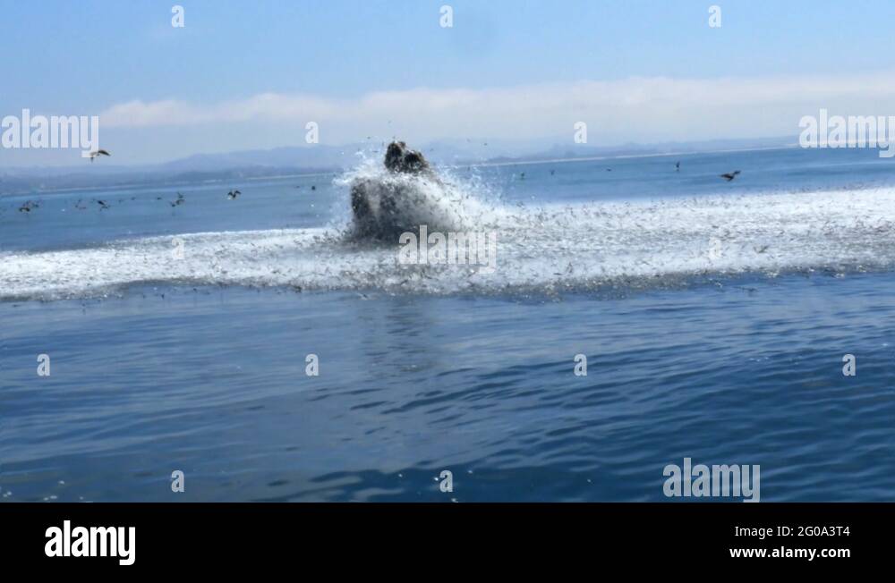 Moby dick or the whale Stock Videos & Footage - HD and 4K Video Clips ...