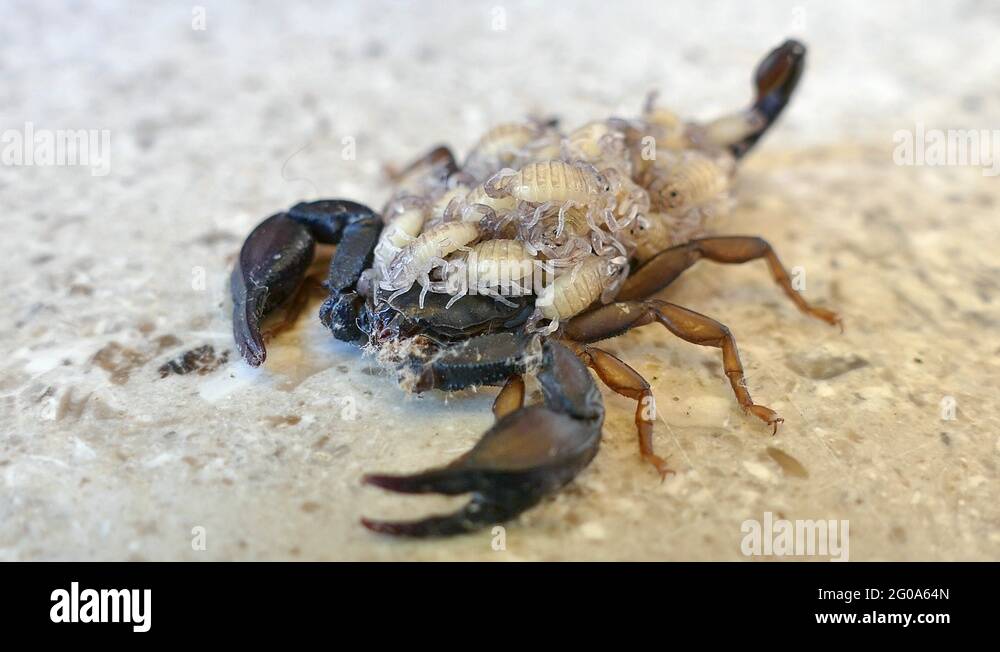 Female scorpion Stock Videos & Footage - HD and 4K Video Clips - Alamy