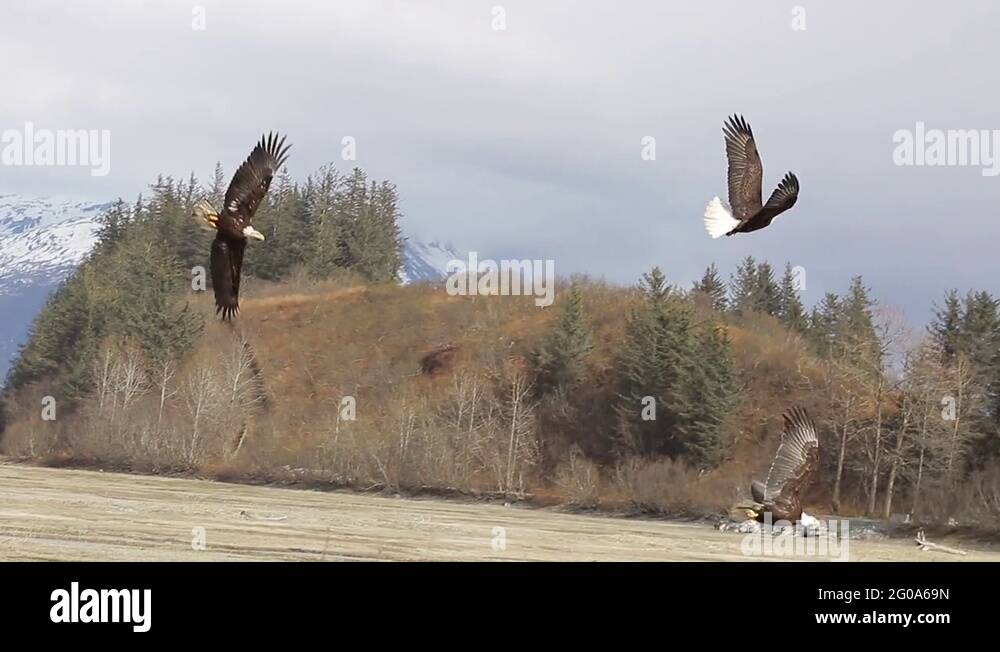 Bald Eagle flying and stooping down Stock Video Footage - Alamy