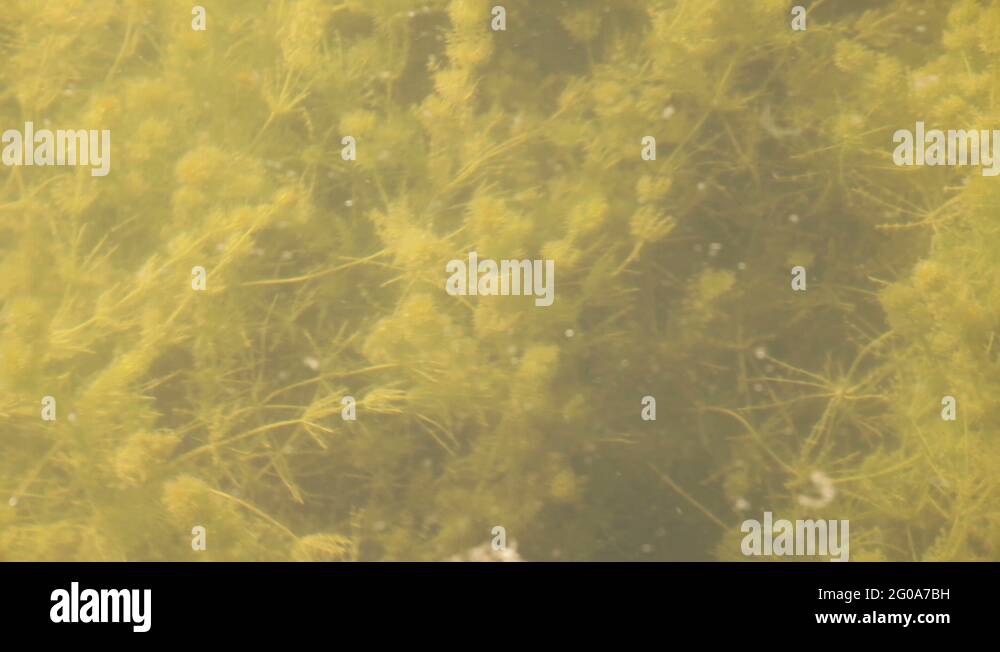Submerged aquatic vegetation Stock Videos & Footage - HD and 4K Video ...