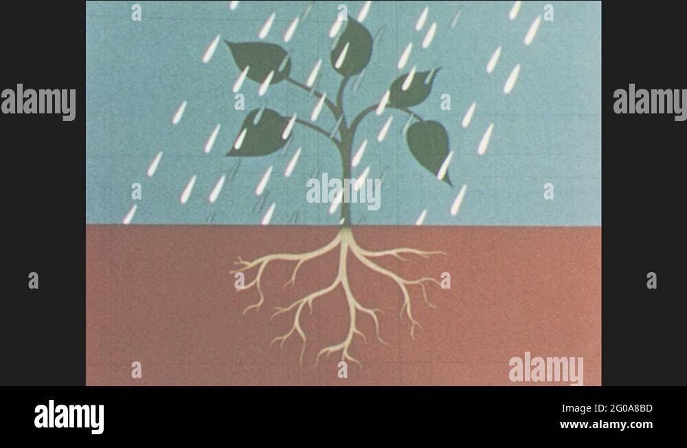 Soil water roots illustration Stock Videos & Footage - HD and 4K Video ...
