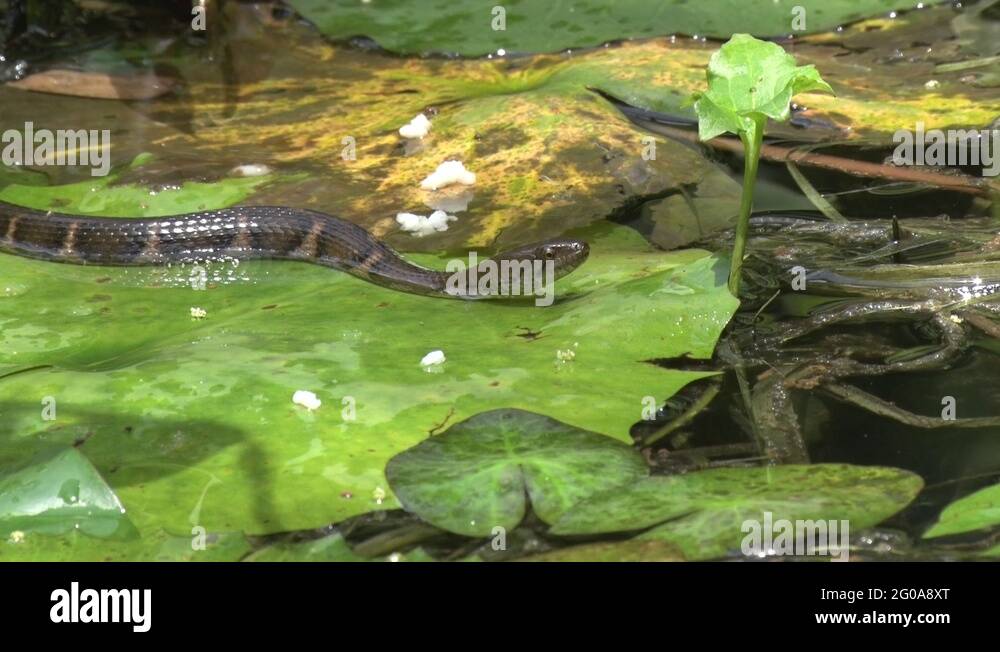 Sri lankan snake Stock Videos & Footage - HD and 4K Video Clips - Alamy