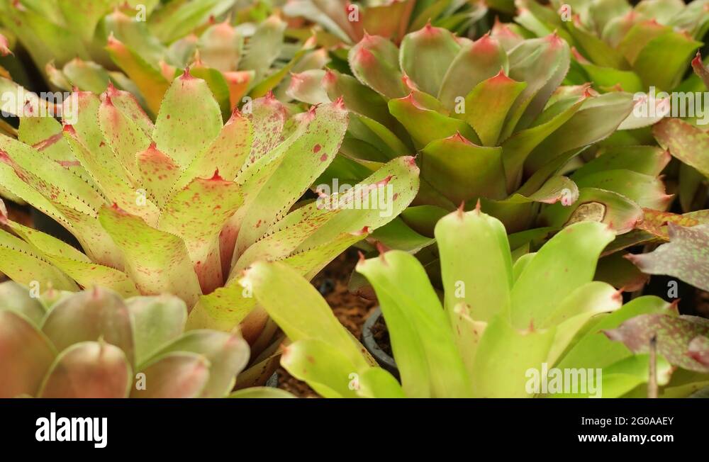 Bromeliad pot Stock Videos & Footage - HD and 4K Video Clips - Alamy