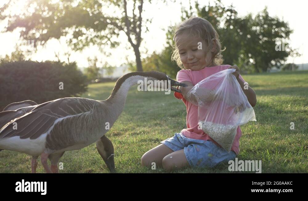 Plucked goose Stock Videos & Footage - HD and 4K Video Clips - Alamy