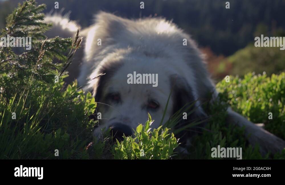 Big dog head Stock Videos & Footage - HD and 4K Video Clips - Alamy