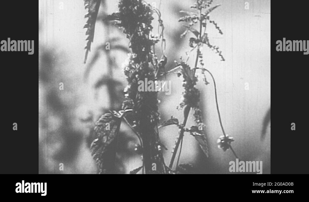 1950s: Parasitic plant named dodder. Dodder grows around a branch in ...