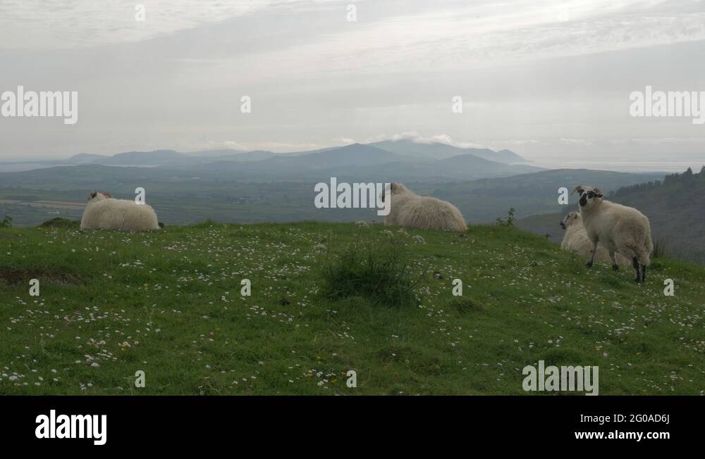County cork ireland sheep Stock Videos & Footage - HD and 4K Video ...