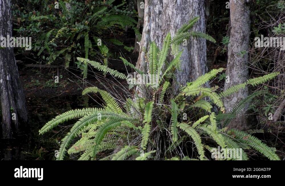 Ferns growing out of base of tree, Big Cypress National Preserve ...