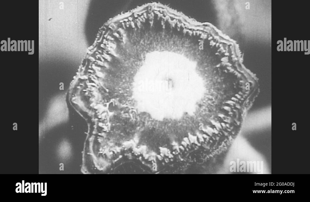 Sunflower section Stock Videos & Footage - HD and 4K Video Clips - Alamy