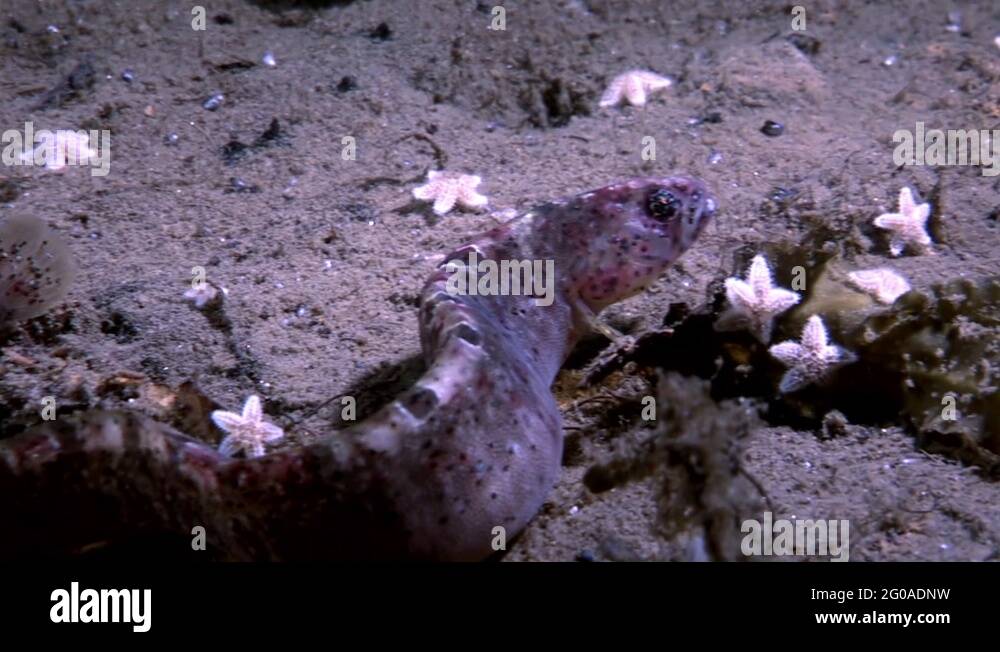 Eel pout mutton and star fish perciform on seabed underwater in White ...