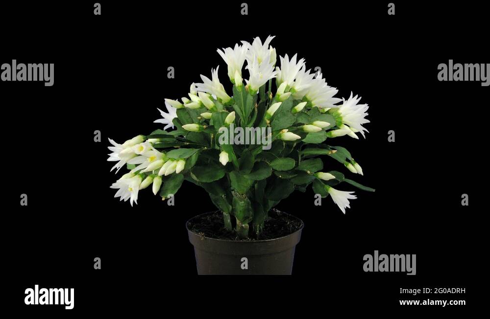 White schlumbergera cactus Stock Videos & Footage - HD and 4K Video ...