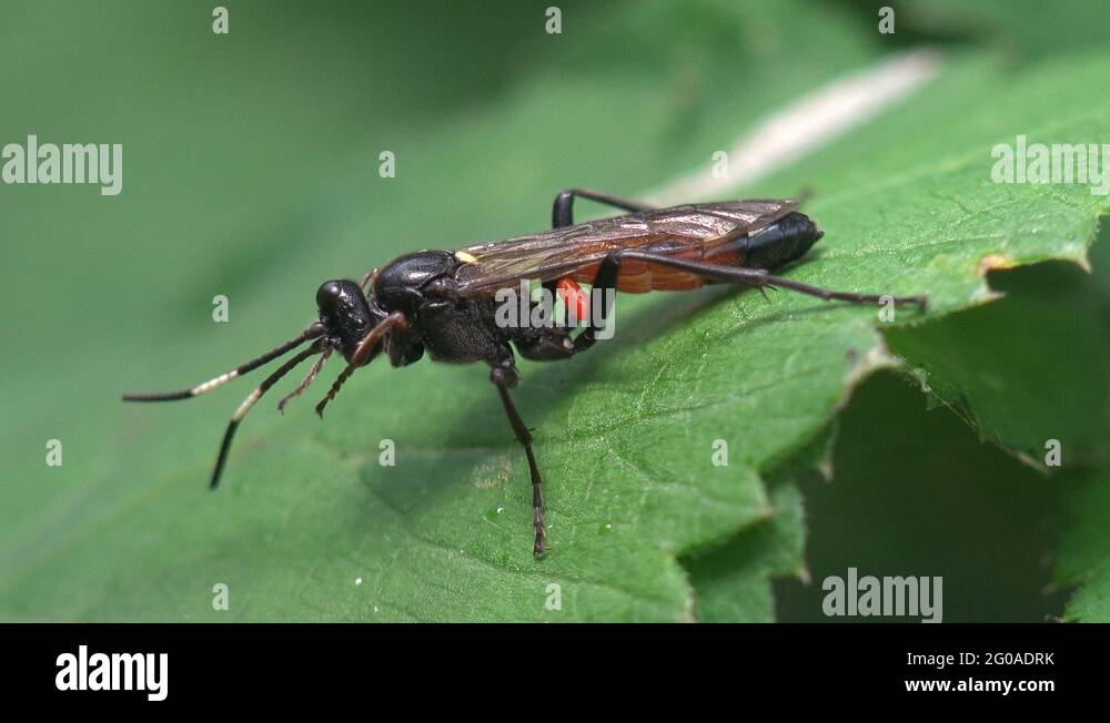 Insect macro 4k: Ammophila sabulosa red-banded sand wasp of hunting ...