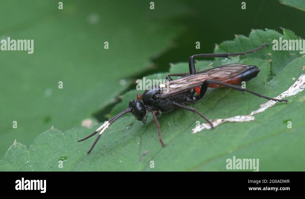 Insect macro 4k: Ammophila sabulosa red-banded sand wasp of hunting ...