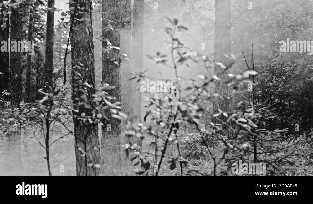 Woods mist black and white Stock Videos & Footage - HD and 4K Video ...