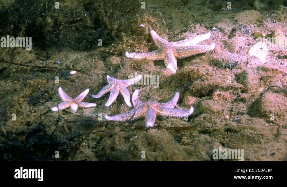 Red starfish underwater Stock Videos & Footage - HD and 4K Video Clips ...