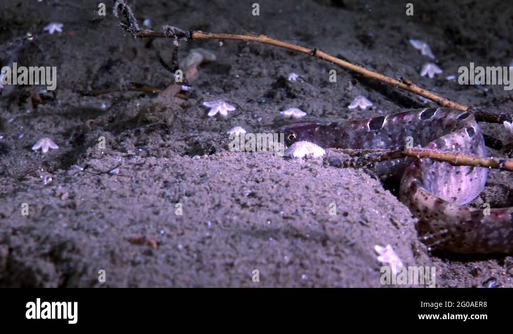 Eel fish star Stock Videos & Footage - HD and 4K Video Clips - Alamy