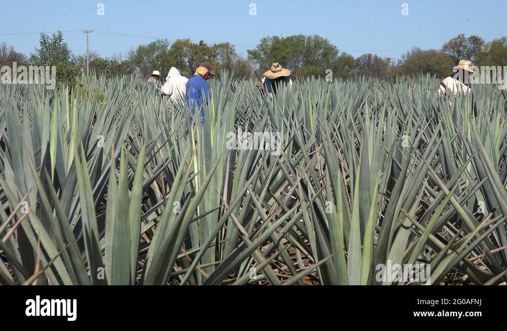 Agave uses Stock Videos & Footage - HD and 4K Video Clips - Alamy
