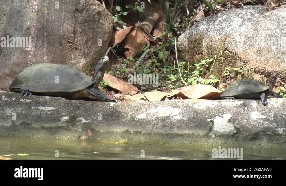 Black Turtles laying at waters edge warming up in the sun closeup Stock ...