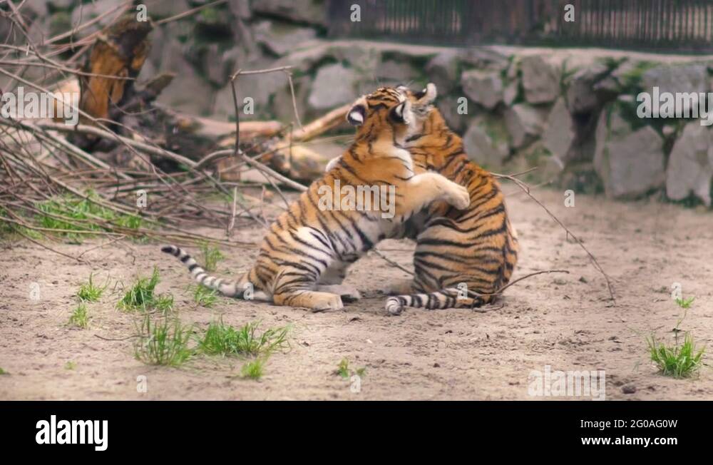 tiger cubs playing with each other in zoo park Stock Video Footage - Alamy