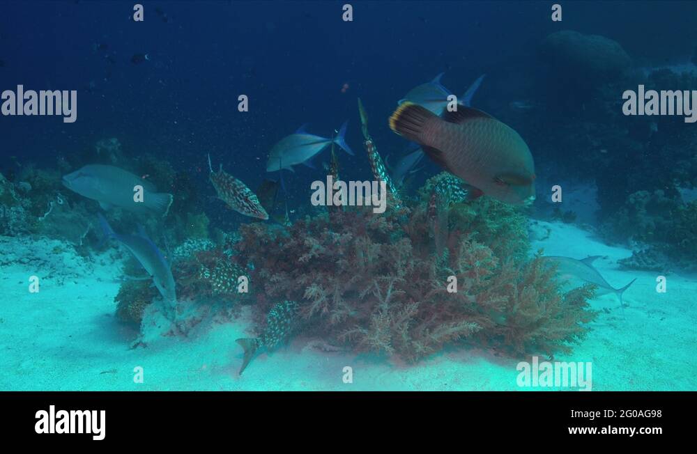 Emperor snapper Stock Videos & Footage - HD and 4K Video Clips - Alamy