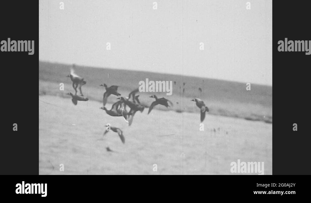 Duck formation Stock Videos & Footage - HD and 4K Video Clips - Alamy