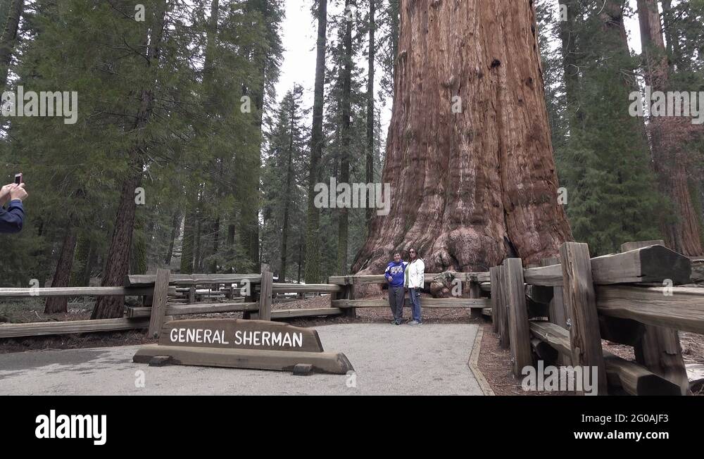 People posing with General Sherman Tree 4k Stock Video Footage - Alamy