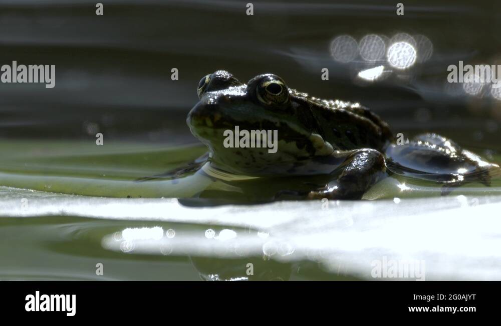 Evil frog Stock Videos & Footage - HD and 4K Video Clips - Alamy