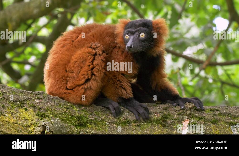 Madagascar varecia rubra Stock Videos & Footage - HD and 4K Video Clips ...