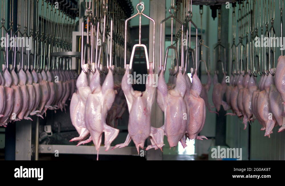 Beheaded And Disemboweled Chicken Carcasses On Food Factory Rails Stock Video Footage Alamy