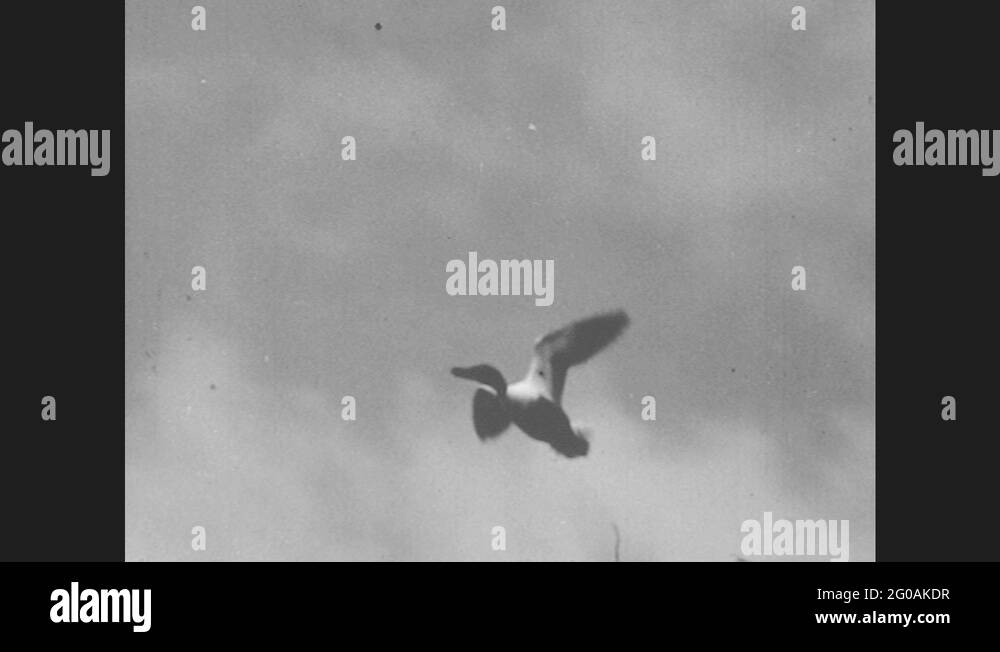 Air duck Stock Videos & Footage - HD and 4K Video Clips - Alamy
