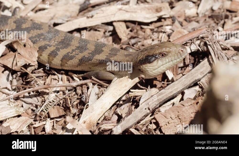 An australian blue tongue lizard Stock Videos & Footage - HD and 4K ...