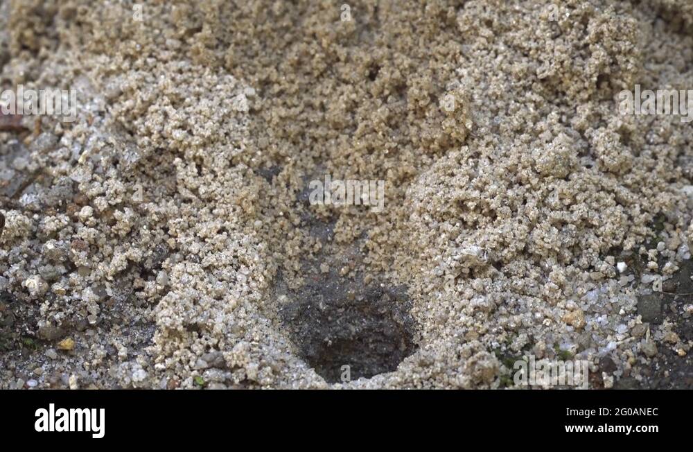 Hawk insects Stock Videos & Footage - HD and 4K Video Clips - Alamy