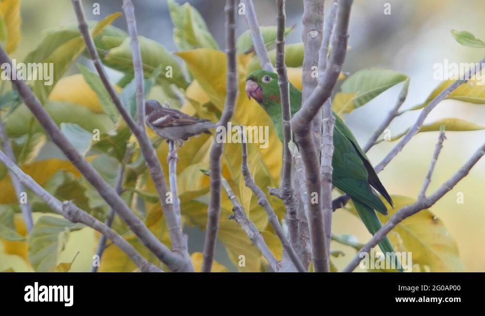 Sparrow cub Stock Videos & Footage - HD and 4K Video Clips - Alamy