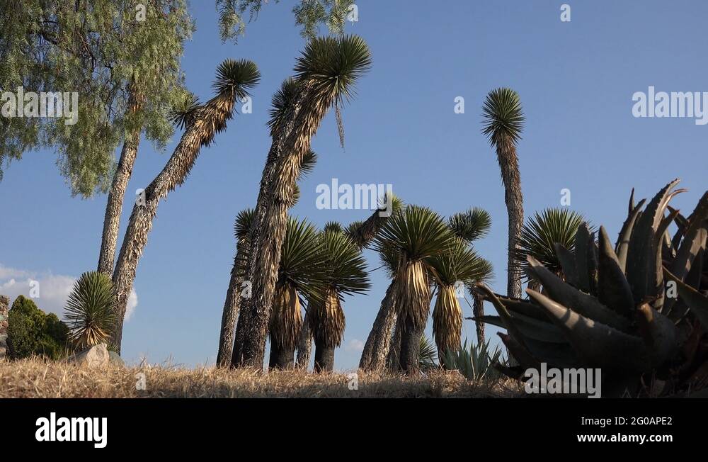 Giant tree mexico Stock Videos & Footage - HD and 4K Video Clips - Alamy