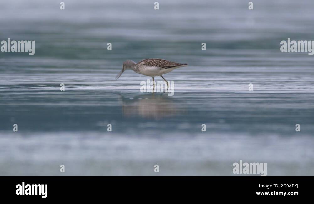 Common wading birds Stock Videos & Footage - HD and 4K Video Clips - Alamy