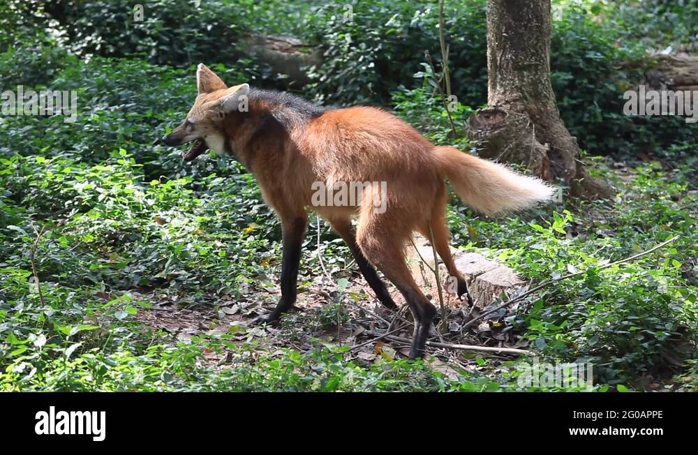 Tropical biome Stock Videos & Footage - HD and 4K Video Clips - Alamy