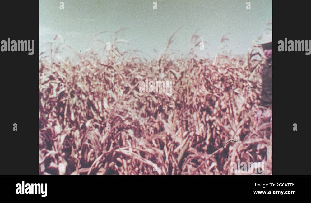 1960s: UNITED STATES: crops in field. Farmers walk through corn field ...